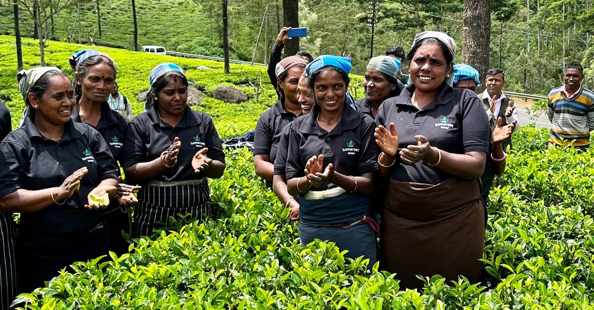 Dilmah Tea Estates in Sri Lanka - Ceylon tea