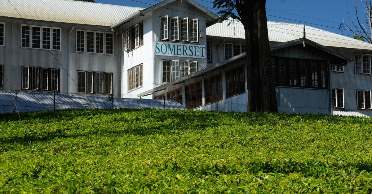 Somerset Tea Estate - an overview
